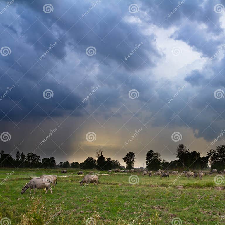 Cattle in rain storm stock photo. Image of landscape - 24916364