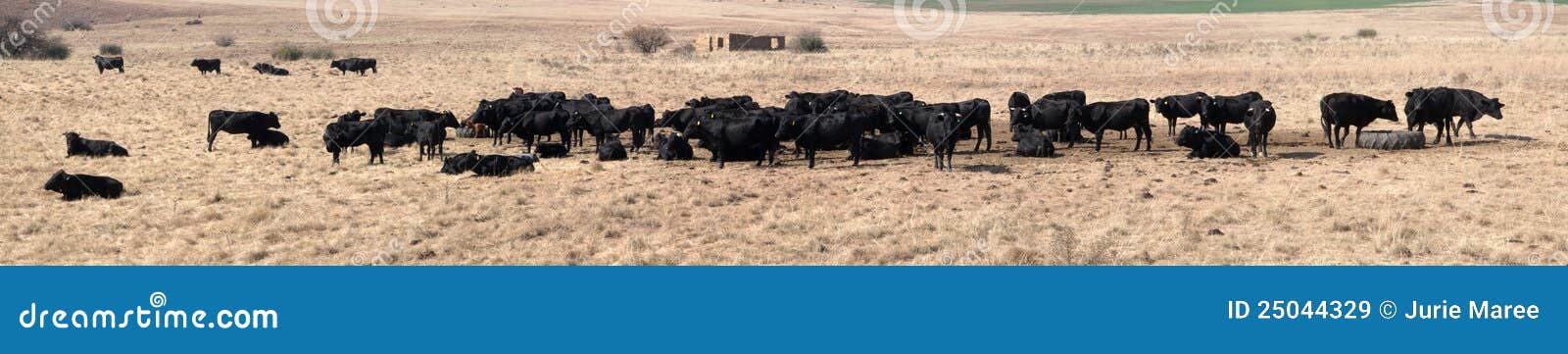Cattle Ranch stock image. Image of mammal, animal, agriculture - 25044329