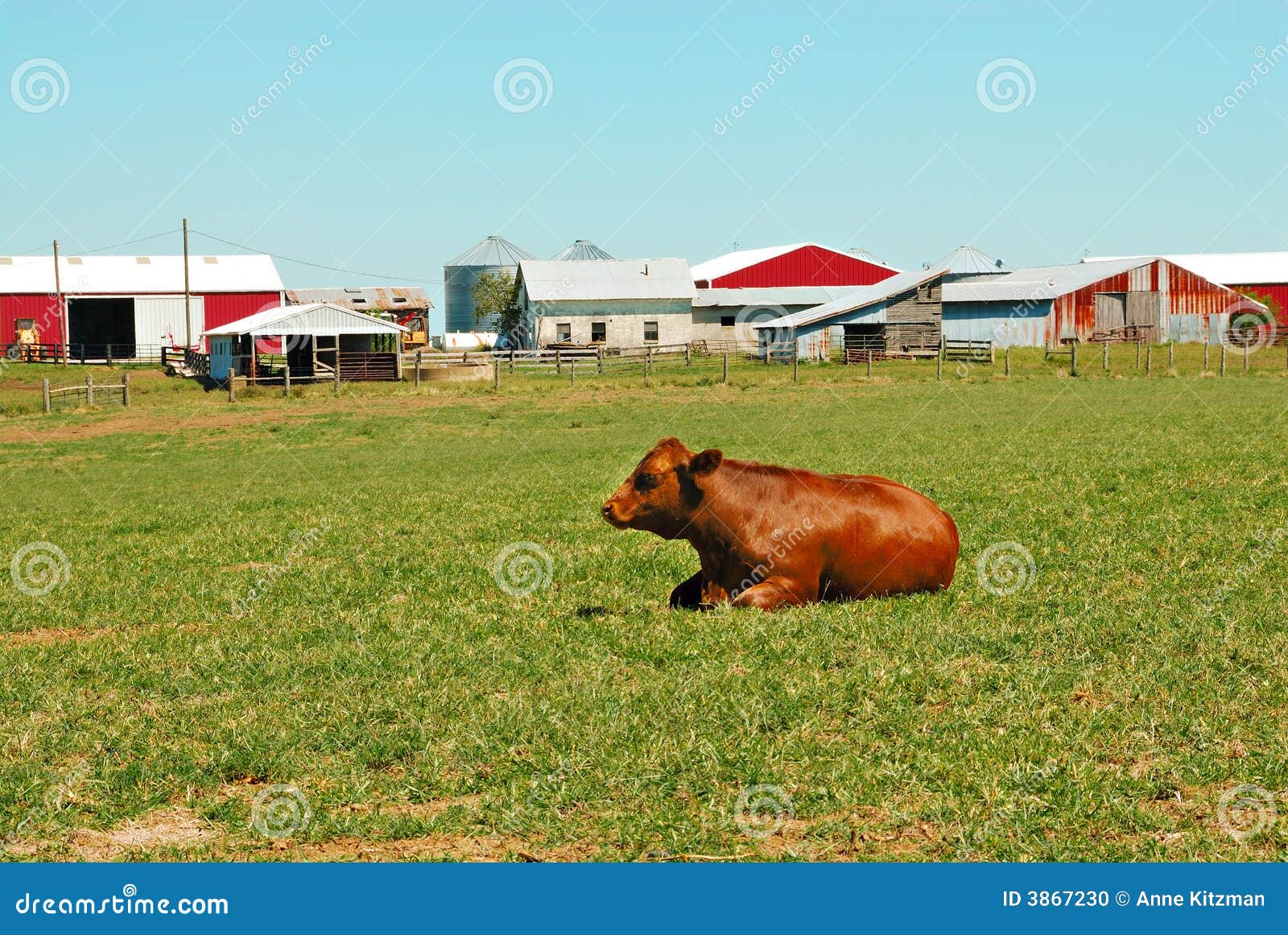Cattle Ranch Hand In The West, Man Working Royalty-Free Stock ...