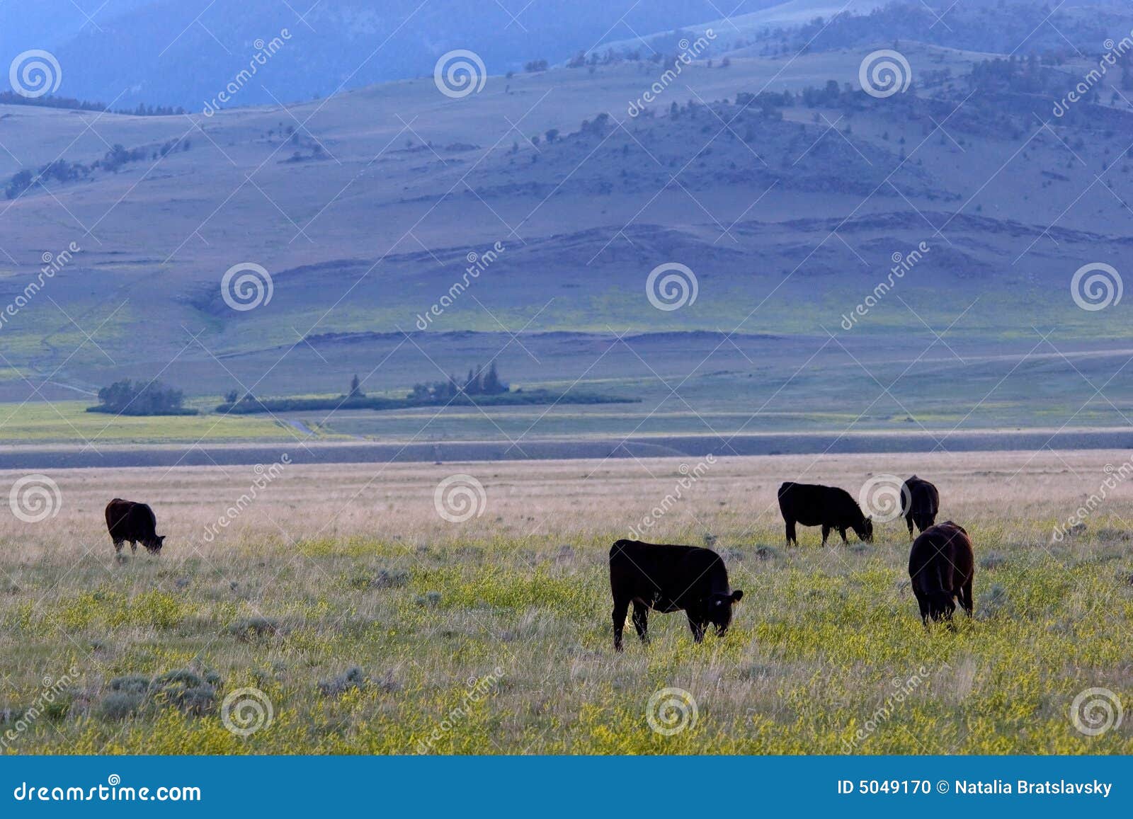 Cattle ranch stock photo. Image of mountains, mountain - 5049170