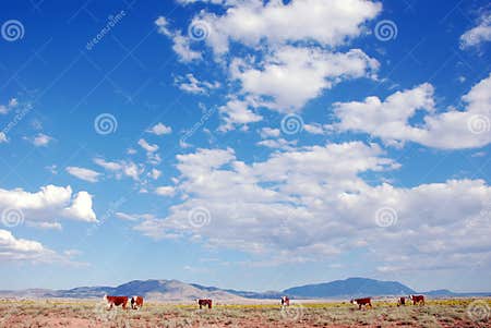 Cattle Ranch stock image. Image of blue, field, outdoor - 5211697