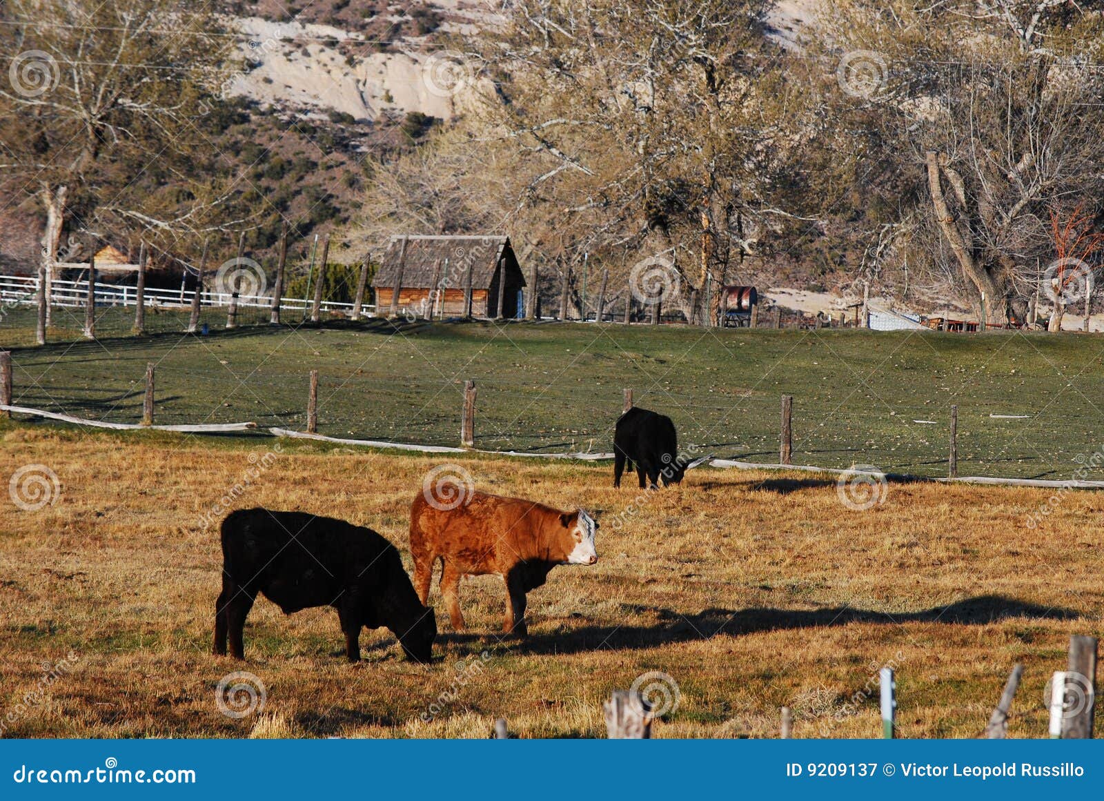 Cattle on a Ranch stock image. Image of field, feed, grass - 9209137