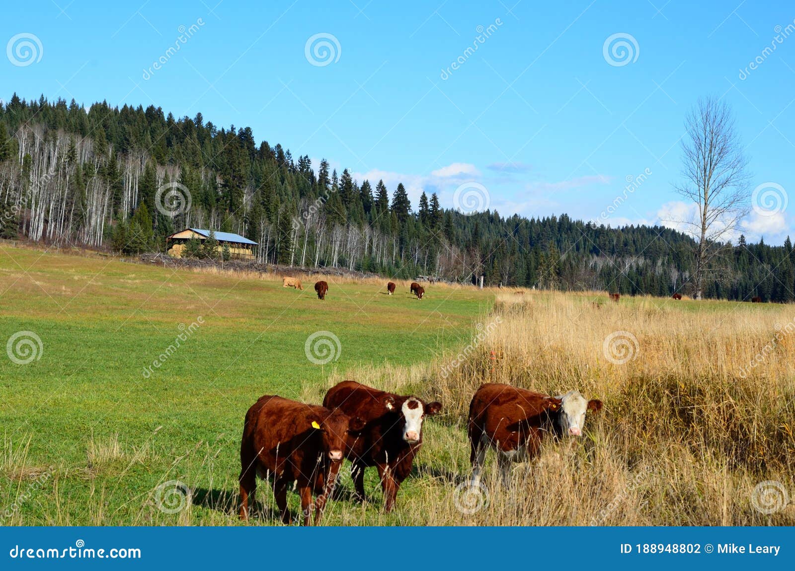Cattle Ranch stock photo. Image of grass, ranch, farm - 188948802