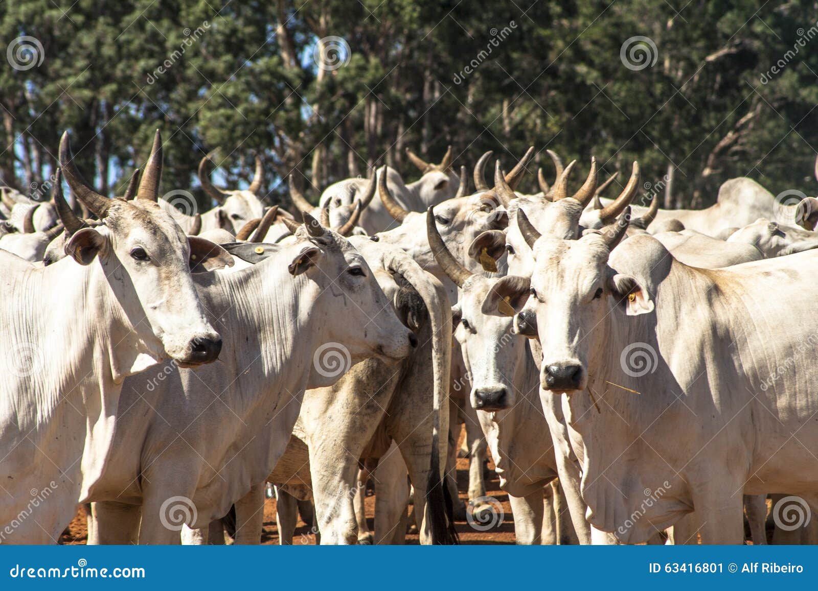 A Group Of Nelore Cattle Herded In Confinement In A Cattle Farm In Mato ...