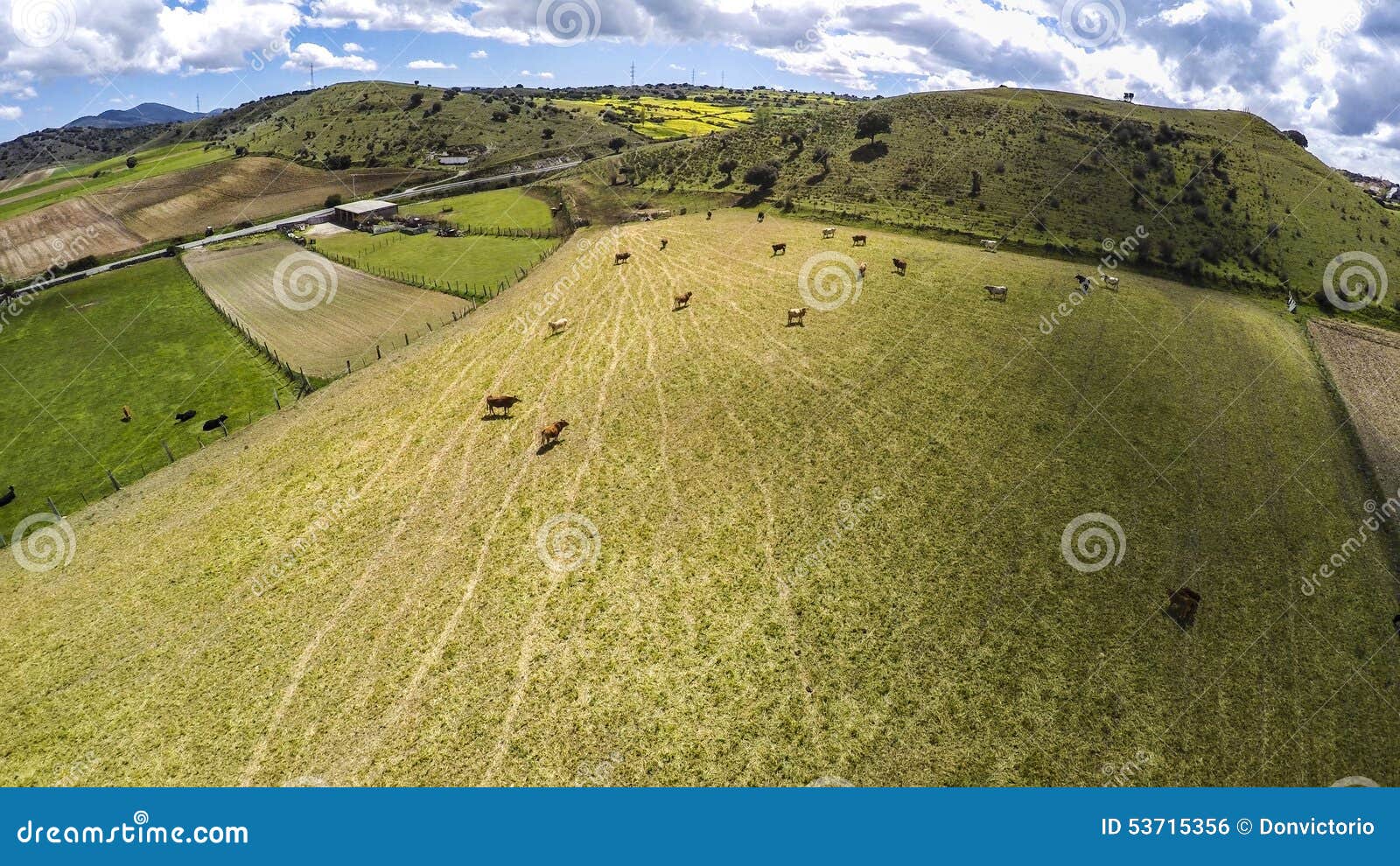 Cattle on a ranch editorial photo. Image of field, mancha - 53715356