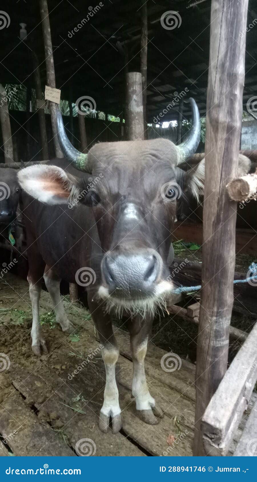 Cattle Ranch, Whose Cows are Ready To Sell. Stock Photo - Image of ...