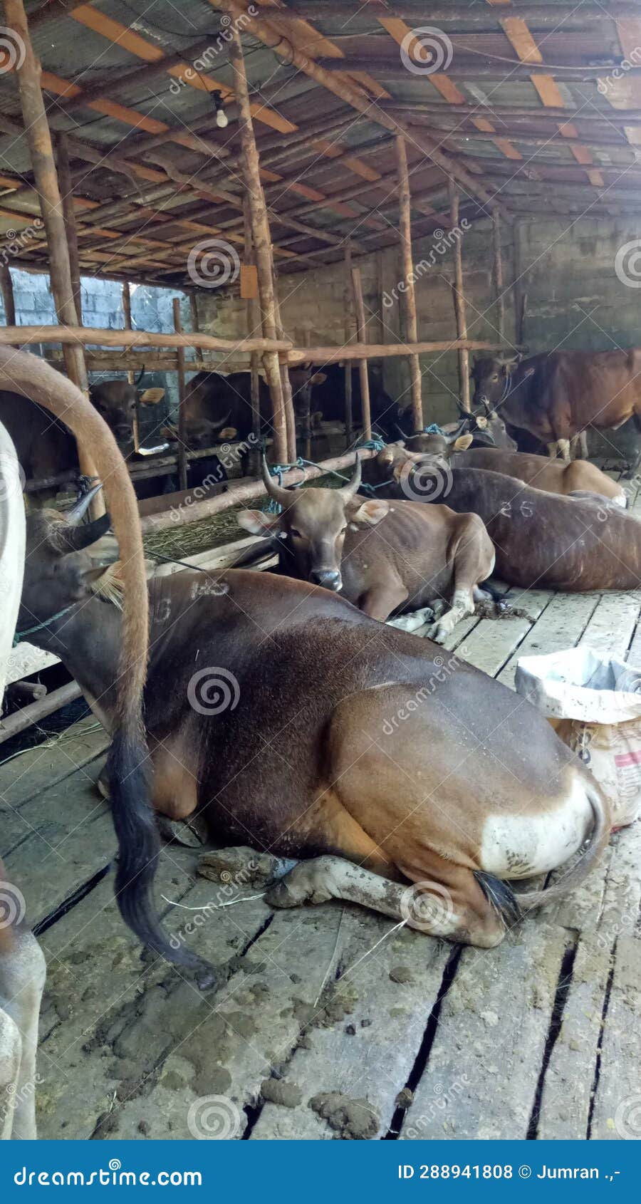 Cattle Ranch, Whose Cows are Ready To Sell. Stock Photo - Image of cows ...