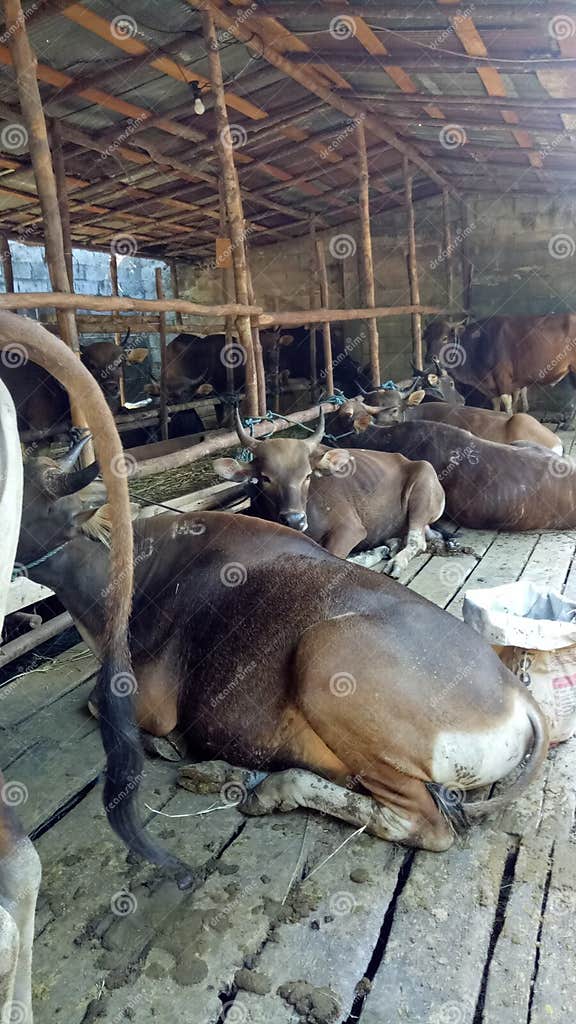 Cattle Ranch, Whose Cows are Ready To Sell. Stock Photo - Image of cows ...