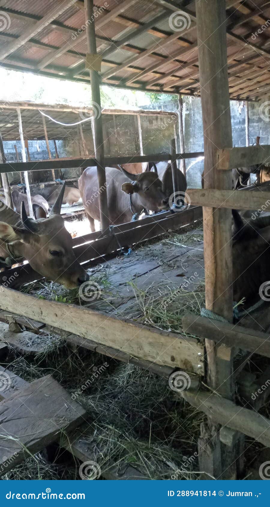 Cattle Ranch, Whose Cows are Ready To Sell. Stock Photo - Image of tree ...