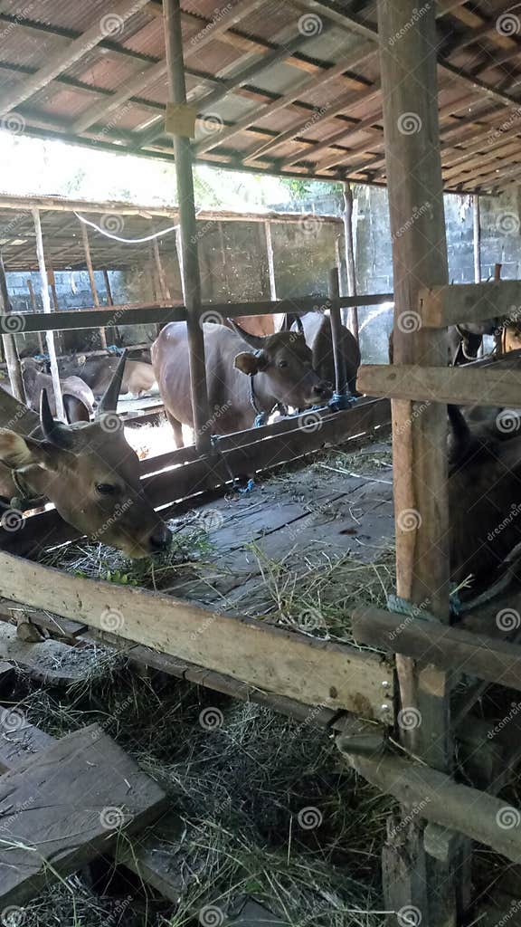 Cattle Ranch, Whose Cows are Ready To Sell. Stock Photo - Image of tree ...