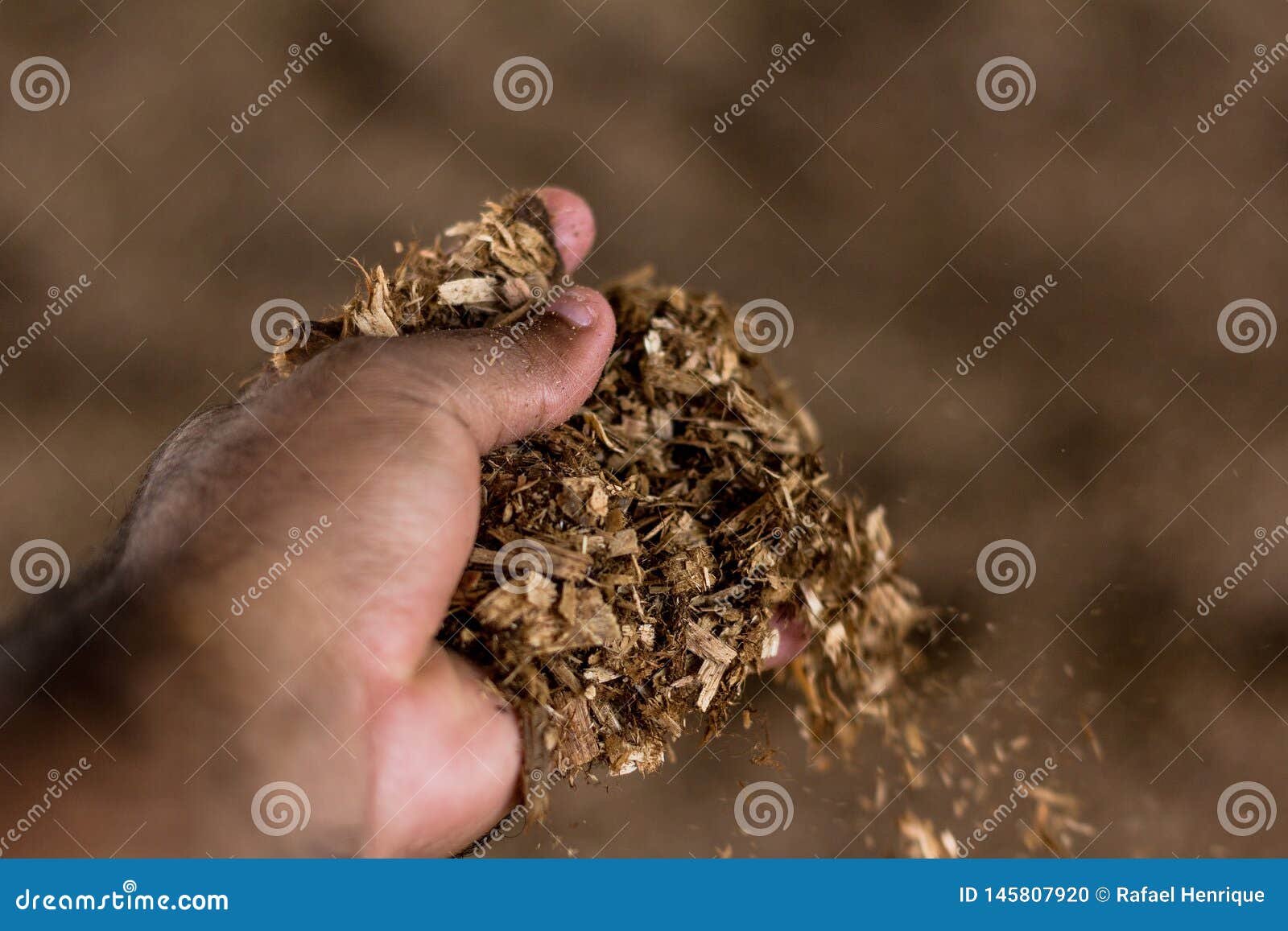 Cattle Rancher Analyzes Sawdust and Compost Manure in the Compost Barn ...