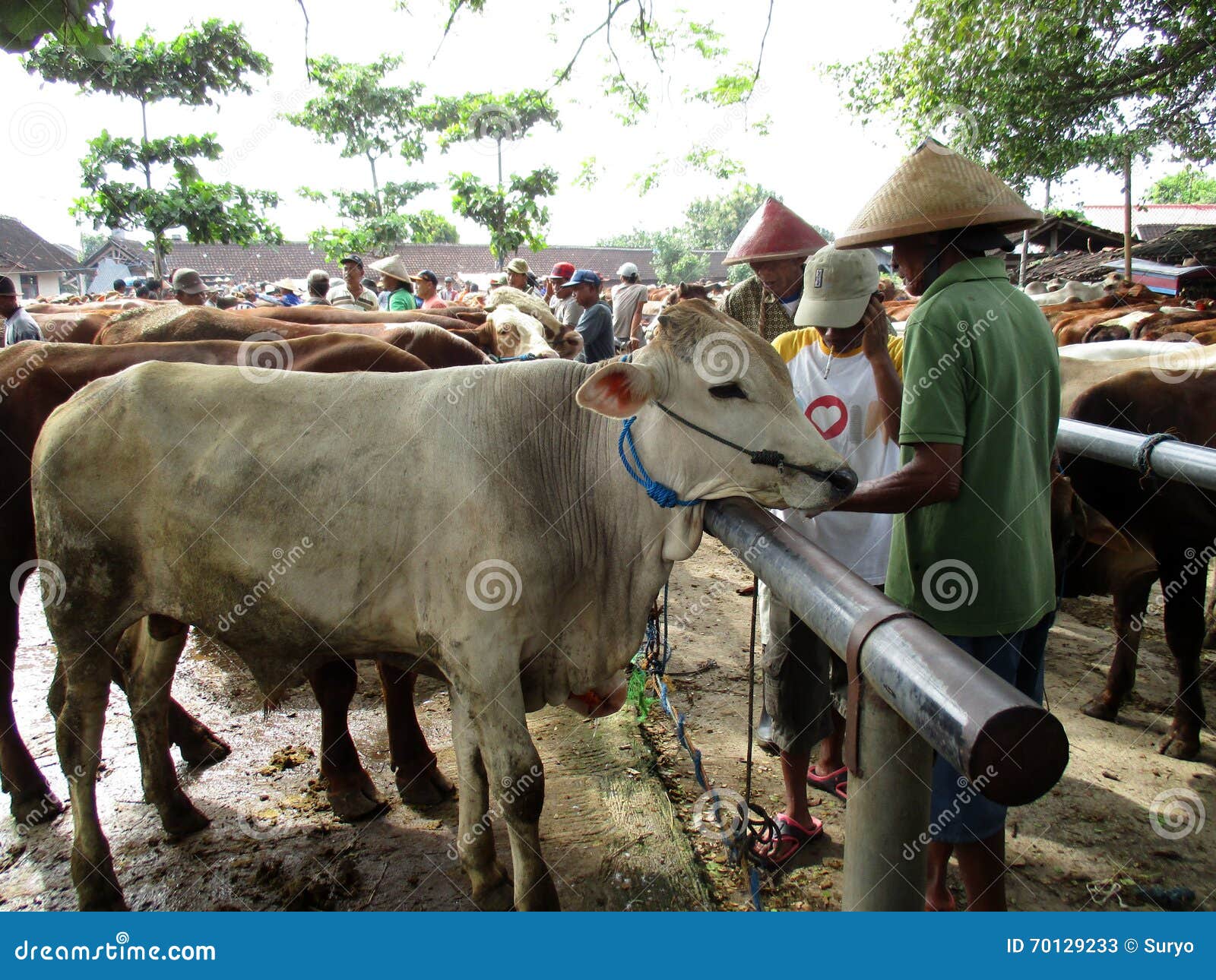 Cattle editorial stock photo. Image of village, java - 70129233