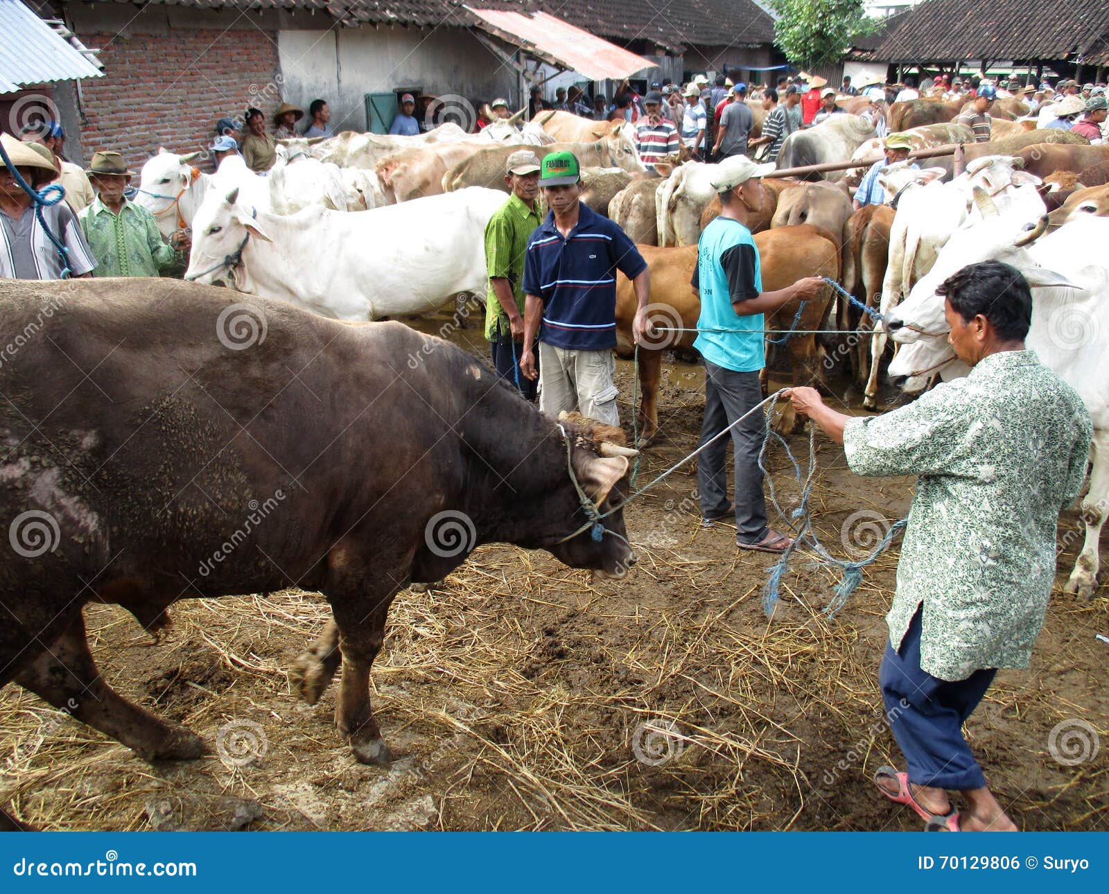 Cattle editorial photo. Image of bull, cattle, ranchers - 70129806