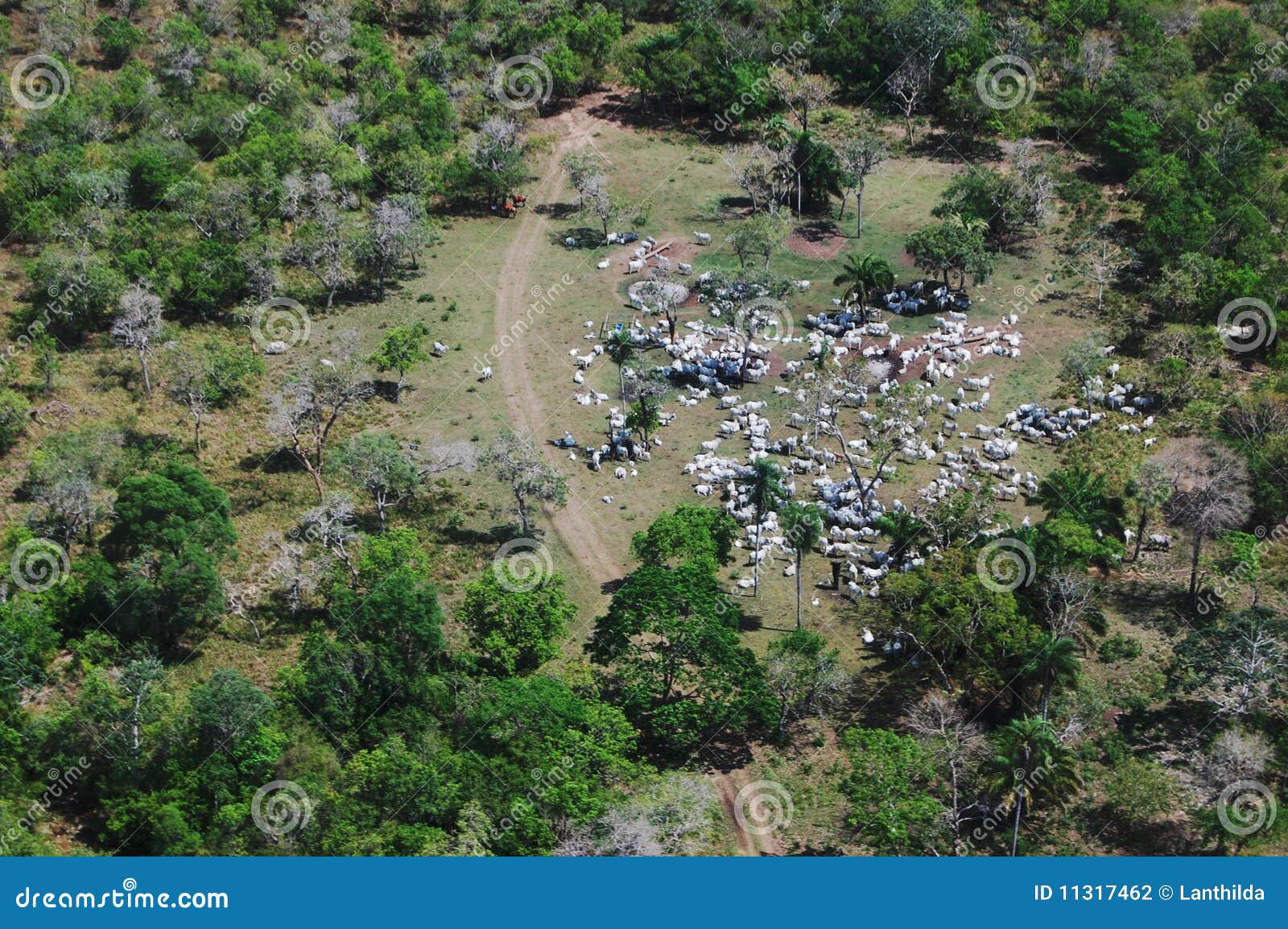 Cattle ranching / Pantanal stock photo. Image of ranching - 11317462