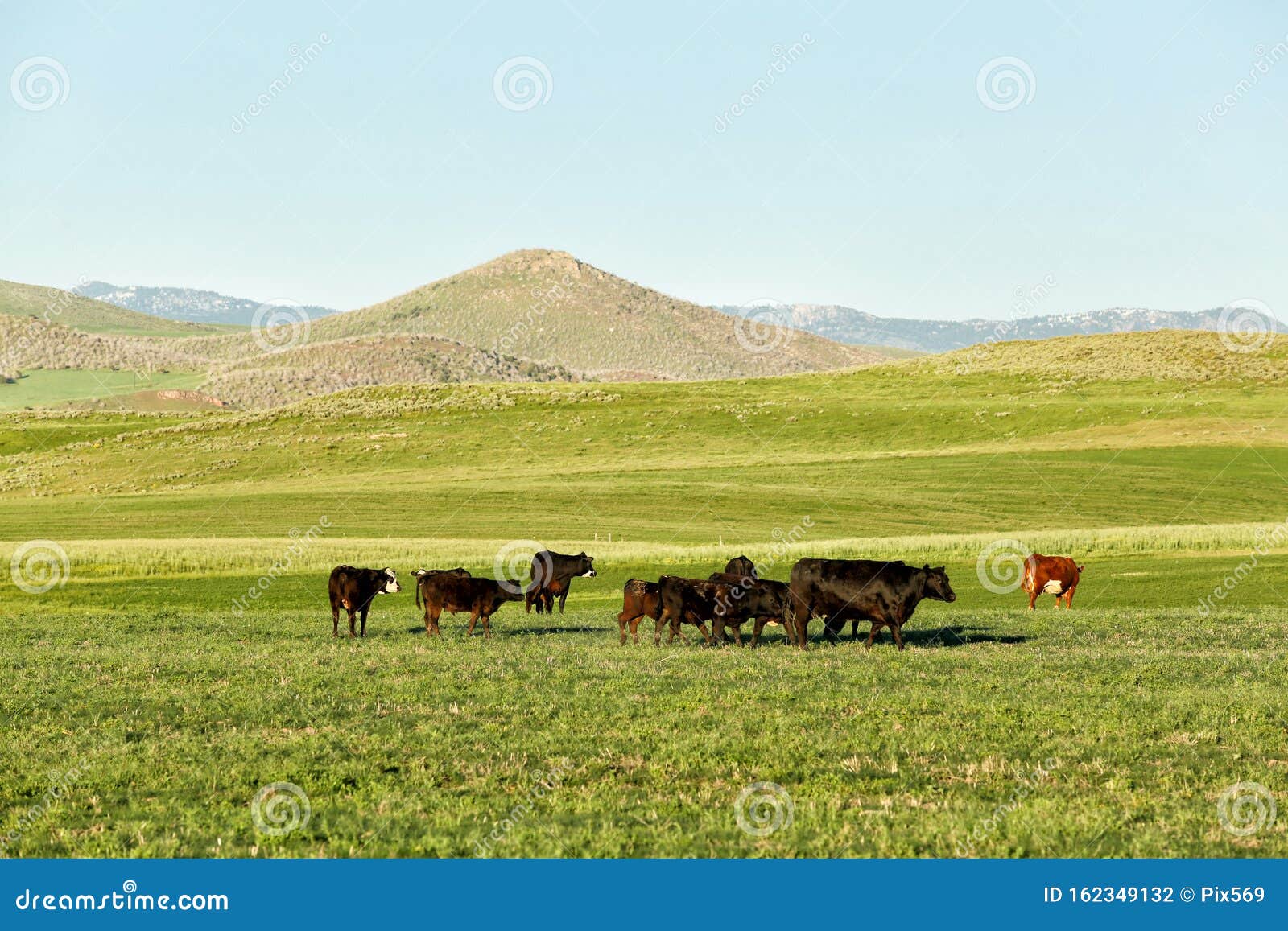 Black Angus and Hereford Cattle on the Range. Stock Photo - Image of ...