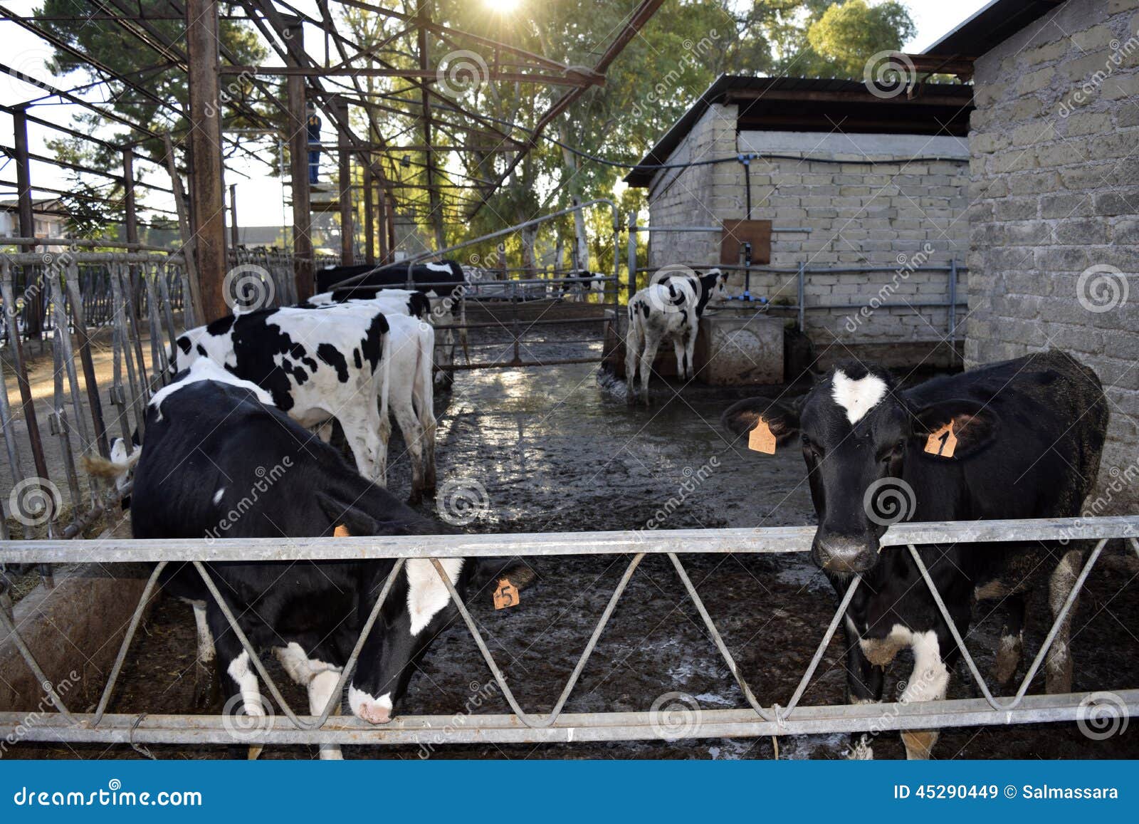 Cattle rearing stock image. Image of cowbarn, slaughter - 45290449