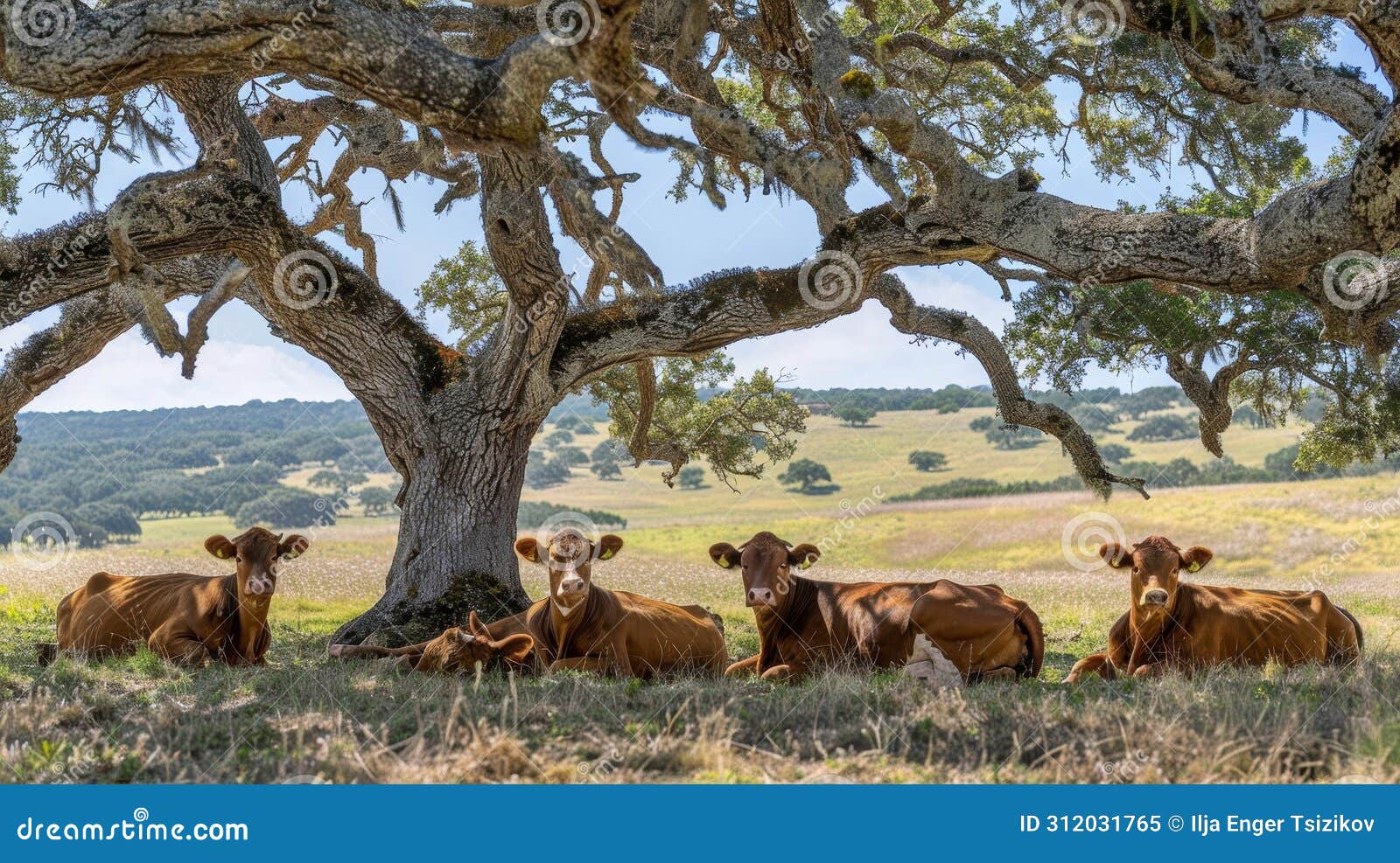 Cattle Relaxing Under the Cool Shade of Majestic Oak Trees in a Peaceful Pasture Setting Stock ...