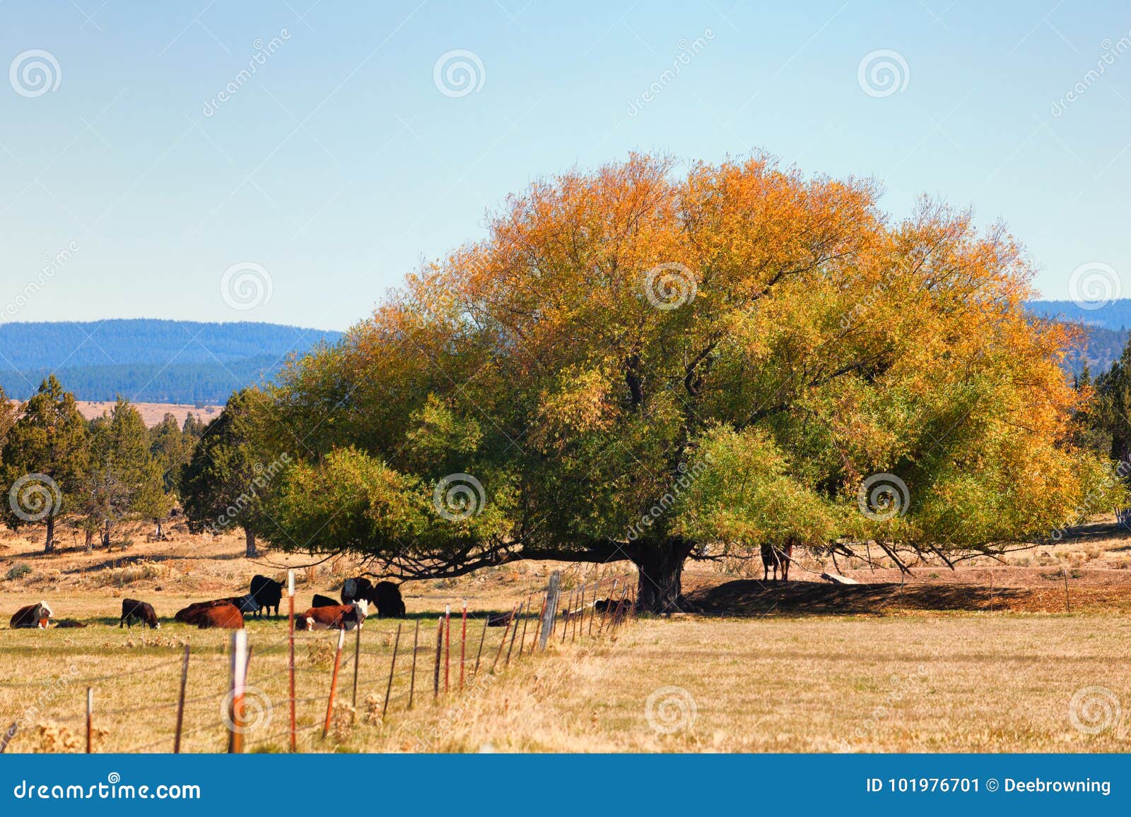 Cattle rest under tree stock image. Image of outdoors - 101976701