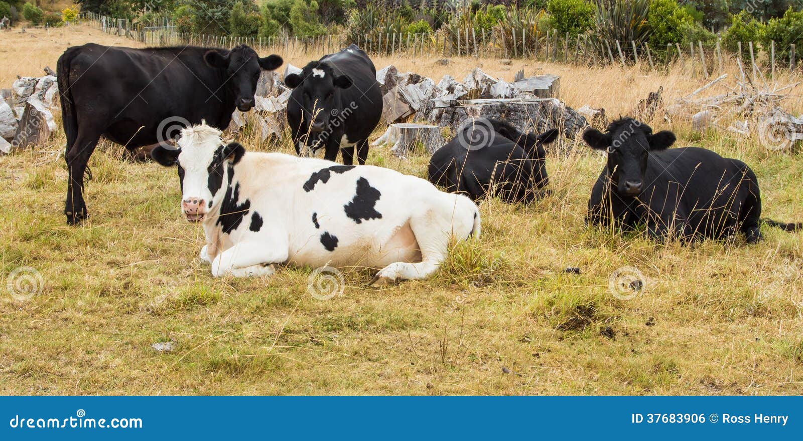 Cattle Resting stock photo. Image of herd, rest, livestock - 37683906