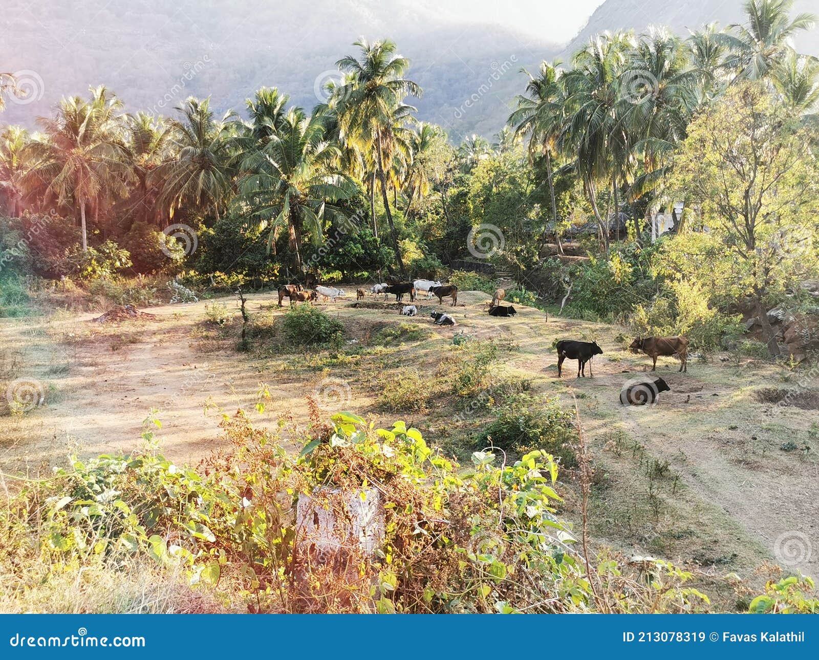 Cattle Resting Area in Coconut Trees Stock Image - Image of trees ...