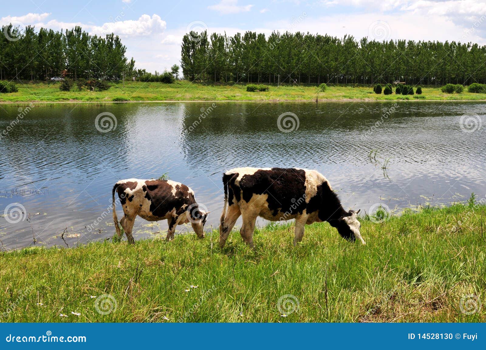 Cattle river stock photo. Image of idyllic, grassland - 14528130