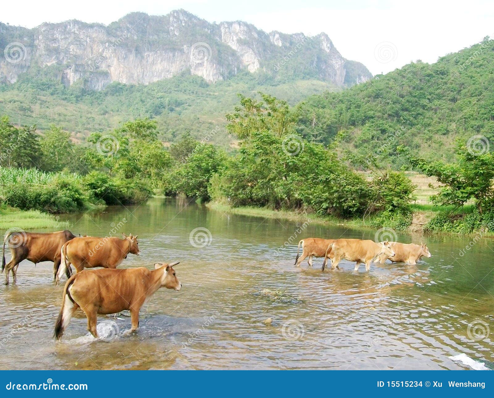 Cattle in the river stock photo. Image of bull, china - 15515234