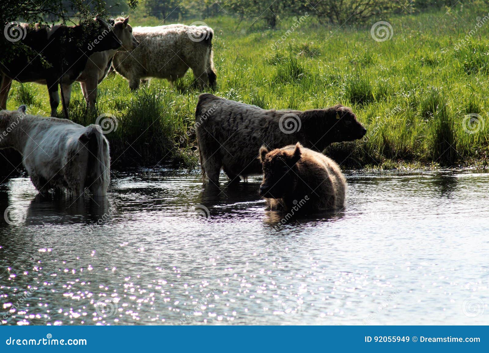 Cattle at the river stock image. Image of nature, animal - 92055949