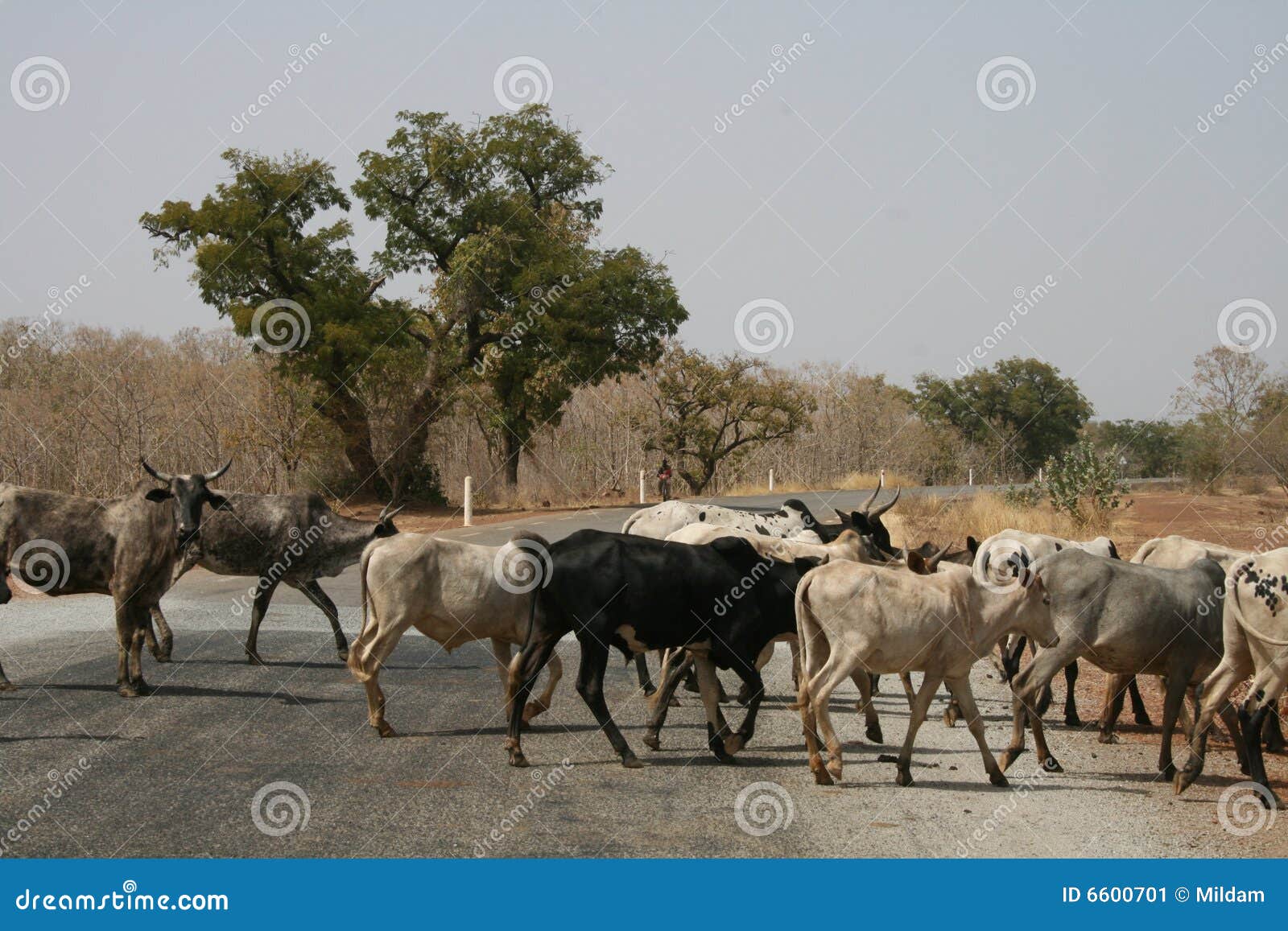 Cattle on the road stock image. Image of road, burkina - 6600701