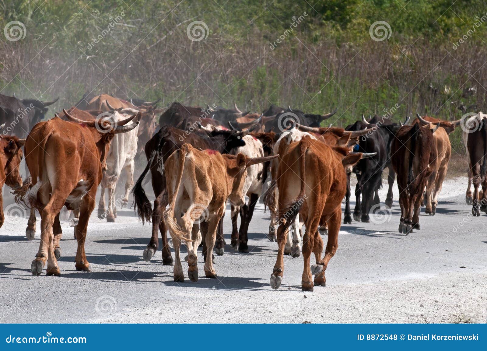 Cattle road and farm stock photo. Image of agriculture - 8872548