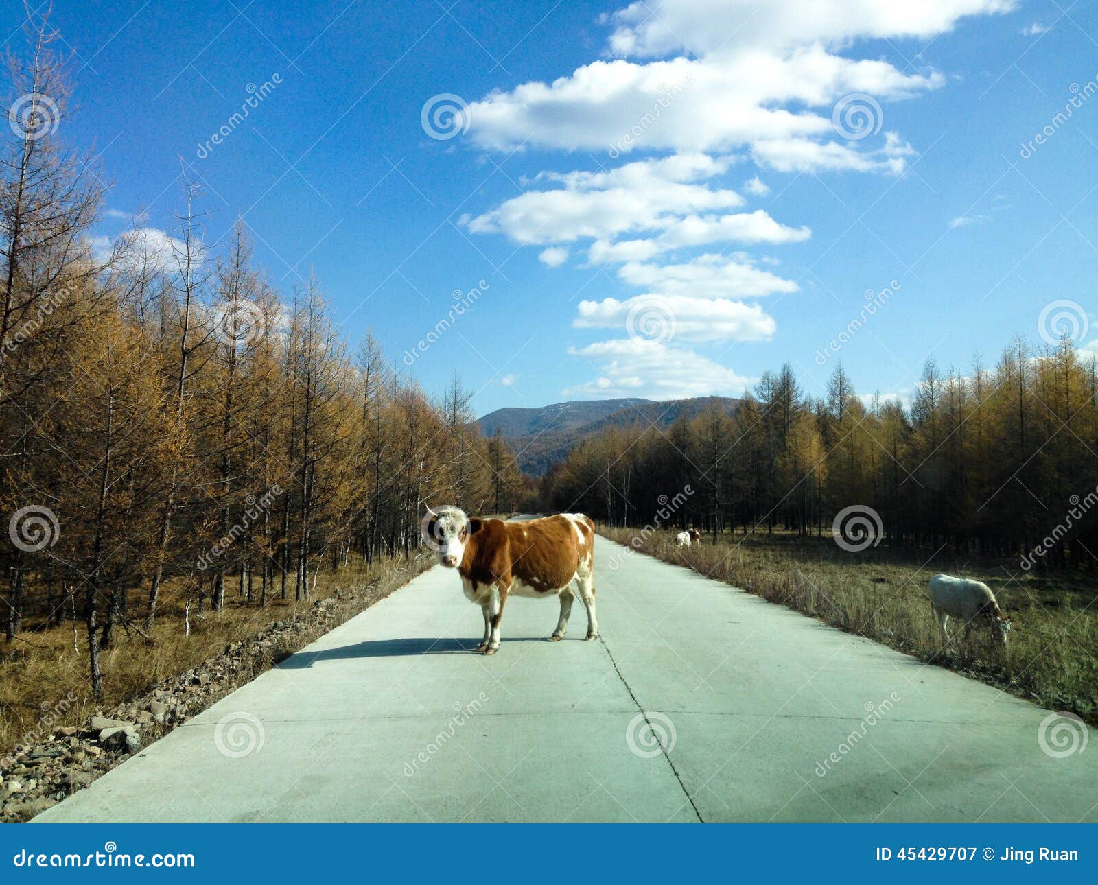 Cattle on the road stock image. Image of arshan, road - 45429707