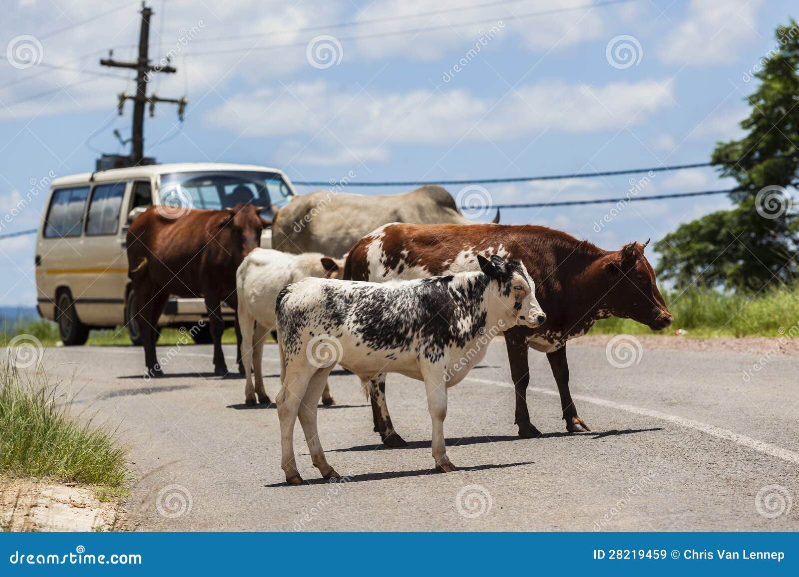 Cattle Road Vehicle stock image. Image of cows, colors - 28219459