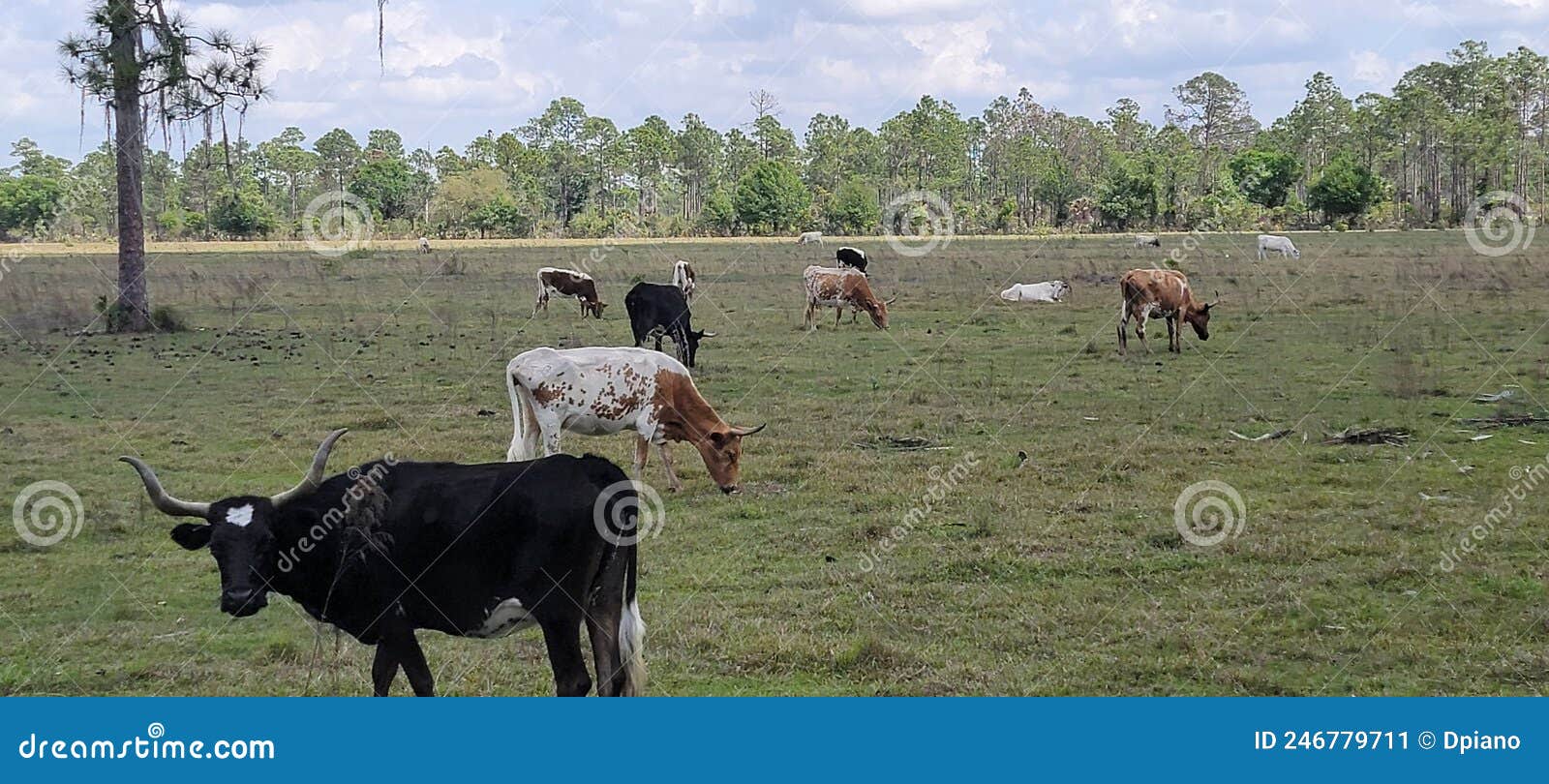 Cattle Roaming and Grazing in Stock Image - Image of agriculture, sheep ...