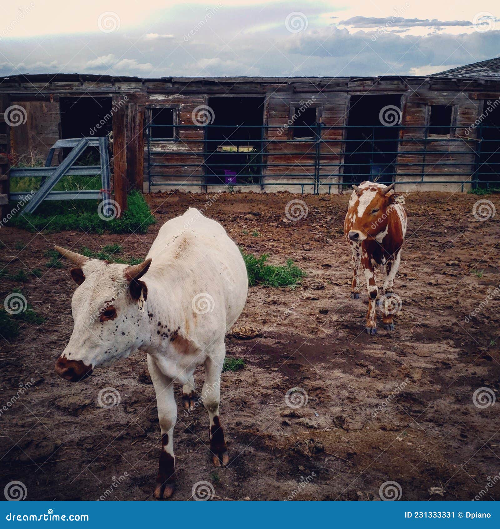 Cattle Roaming on the Range Out West Stock Image - Image of grazing ...