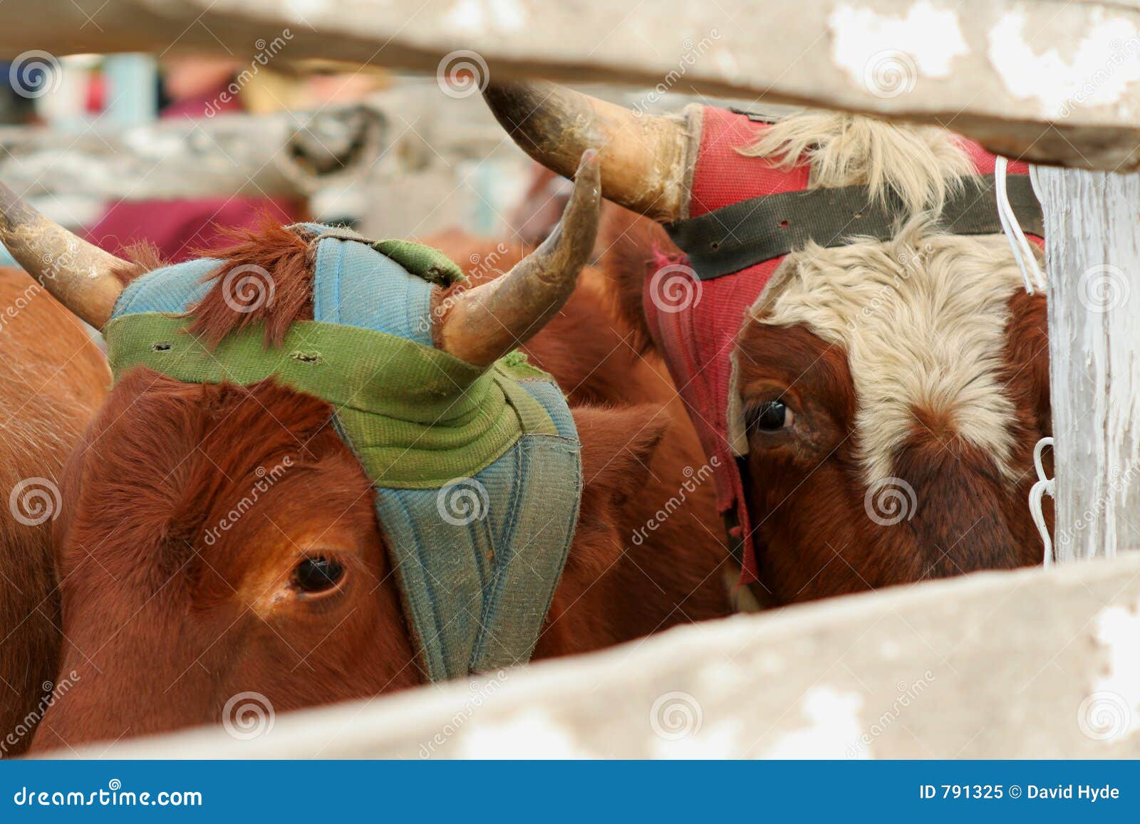 Cattle at the Rodeo stock image. Image of riding, lasso - 791325