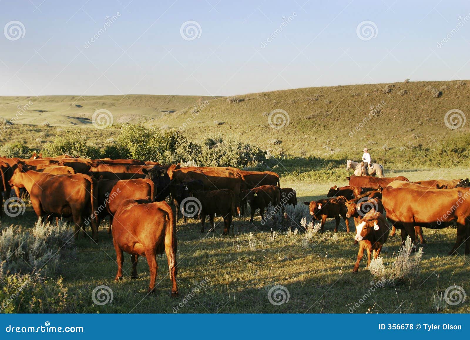 Cattle Round Up stock photo. Image of cowboy, nature, roll - 356678