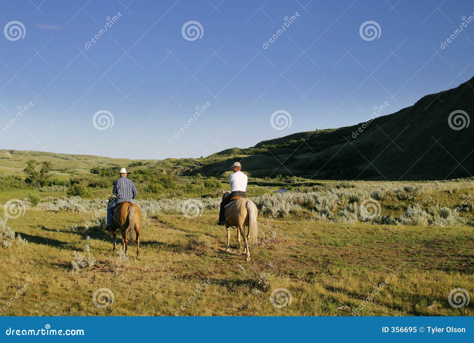 Cattle Round Up stock image. Image of bovine, prairie, cowboy - 356695