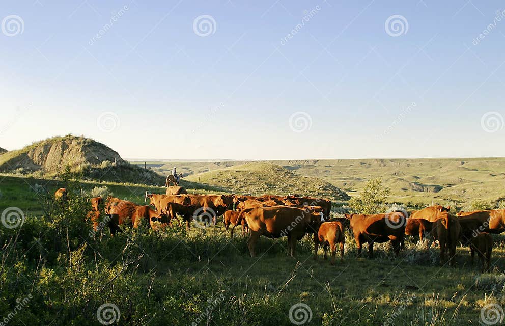 Cattle Round Up stock image. Image of cowboy, chase, grass - 359553