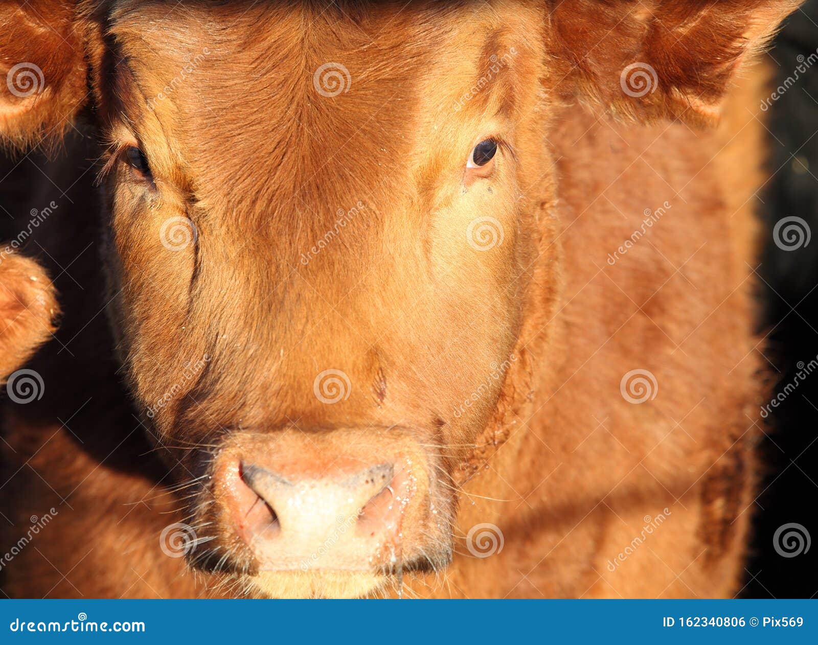 Close of a Red Angus cow. stock photo. Image of closeup - 162340806
