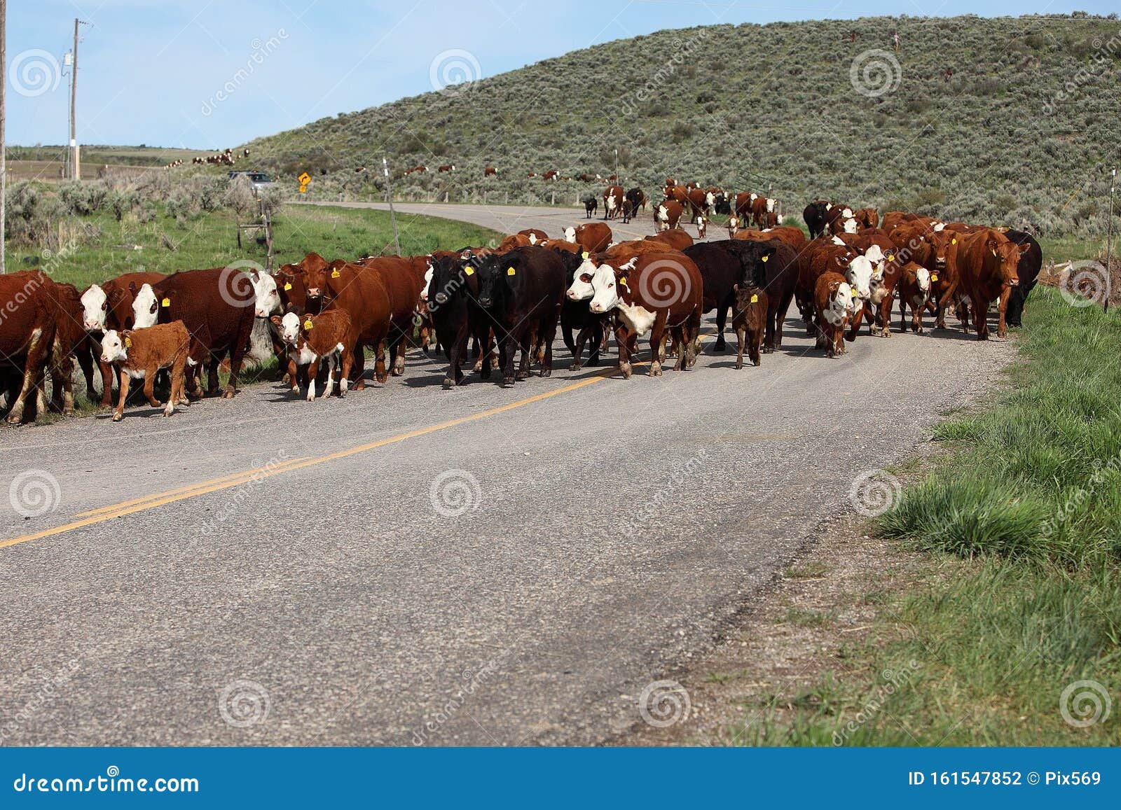 Cattle Round-up at Branding Time. Stock Photo - Image of angus ...
