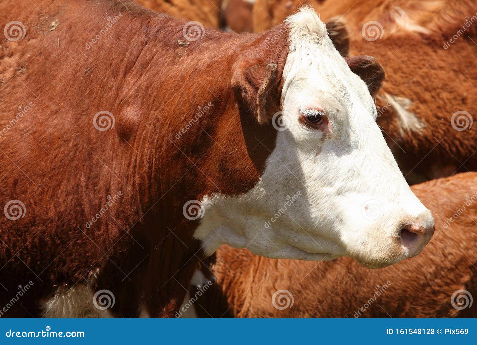 Hereford Cattle Being Rounded Up for Branding. Stock Photo - Image of ...