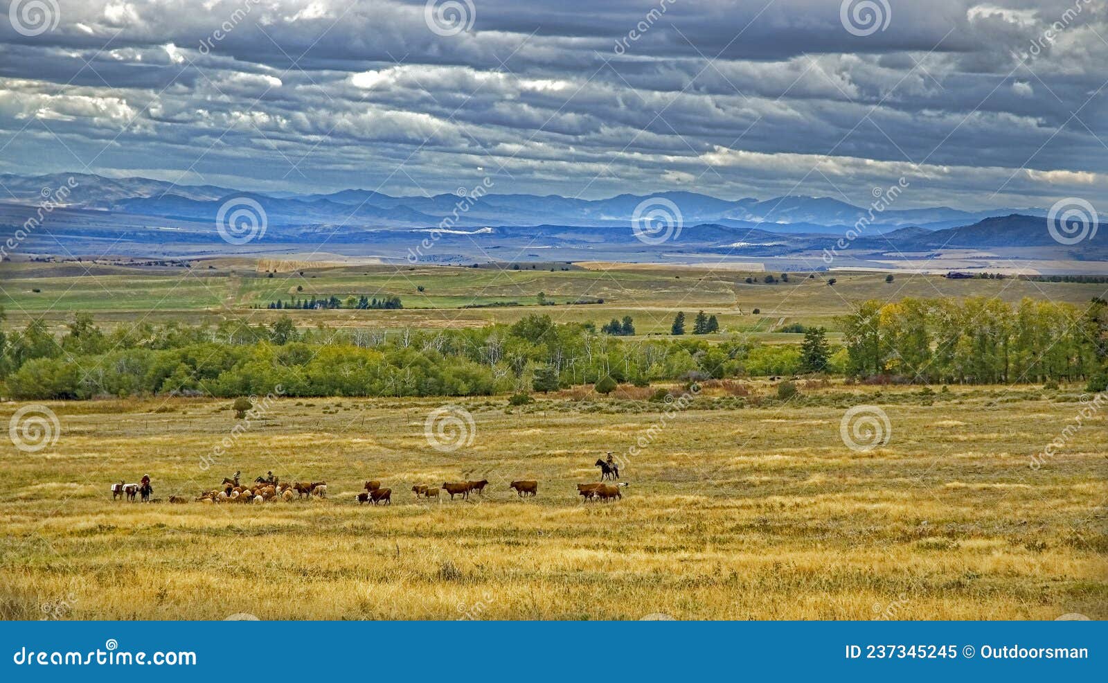 Cattle roundup in Montana stock image. Image of montana - 237345245