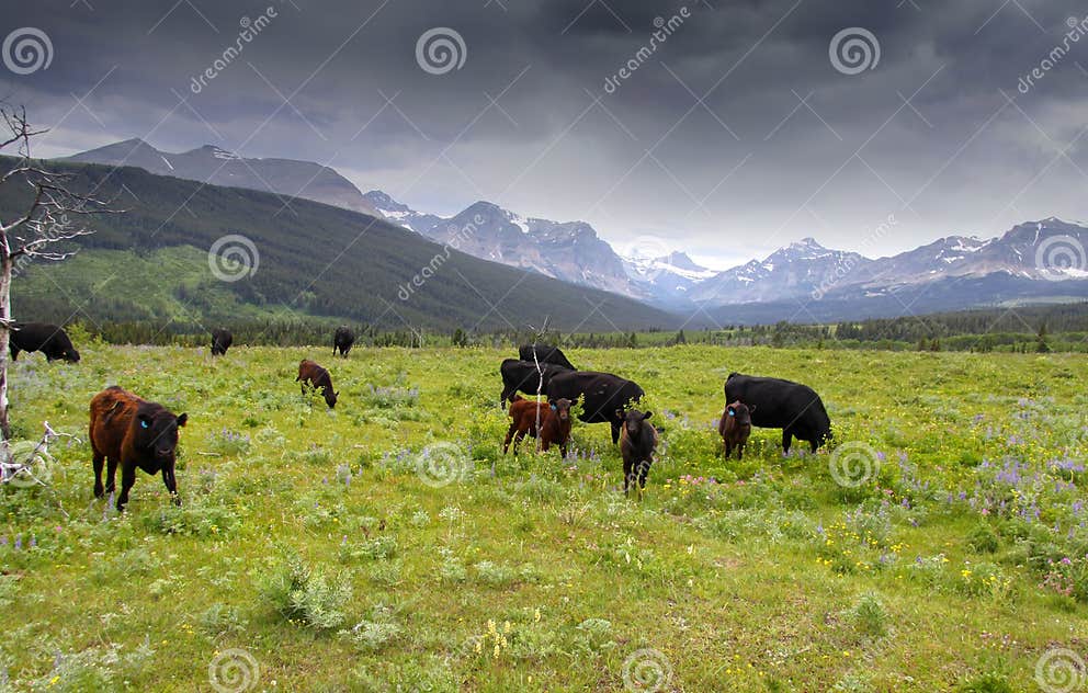 Cattle in scenic landscape stock photo. Image of clouds - 15237176