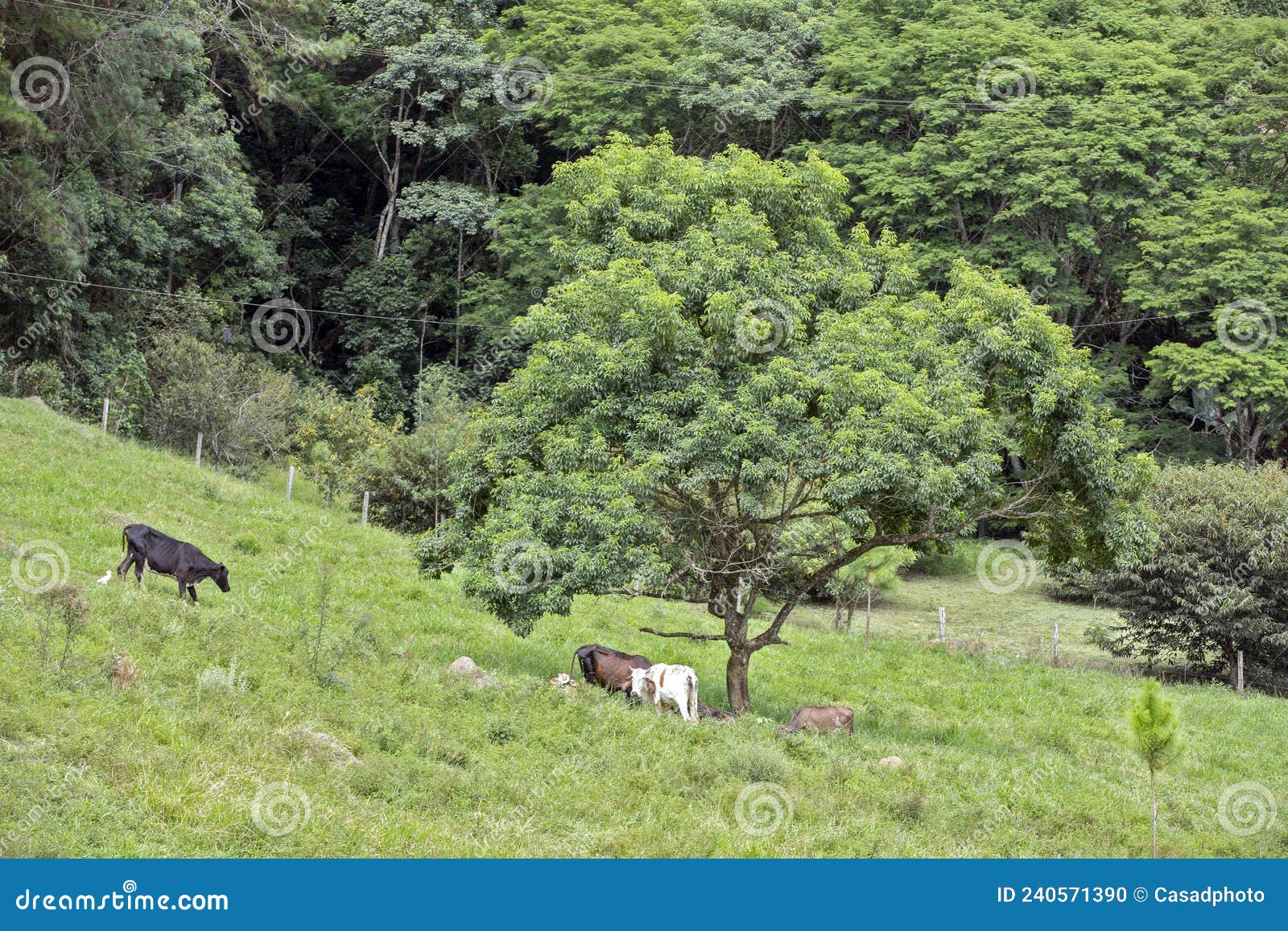 Cattle in the Shade of the Tree, with the Forest in the Background ...