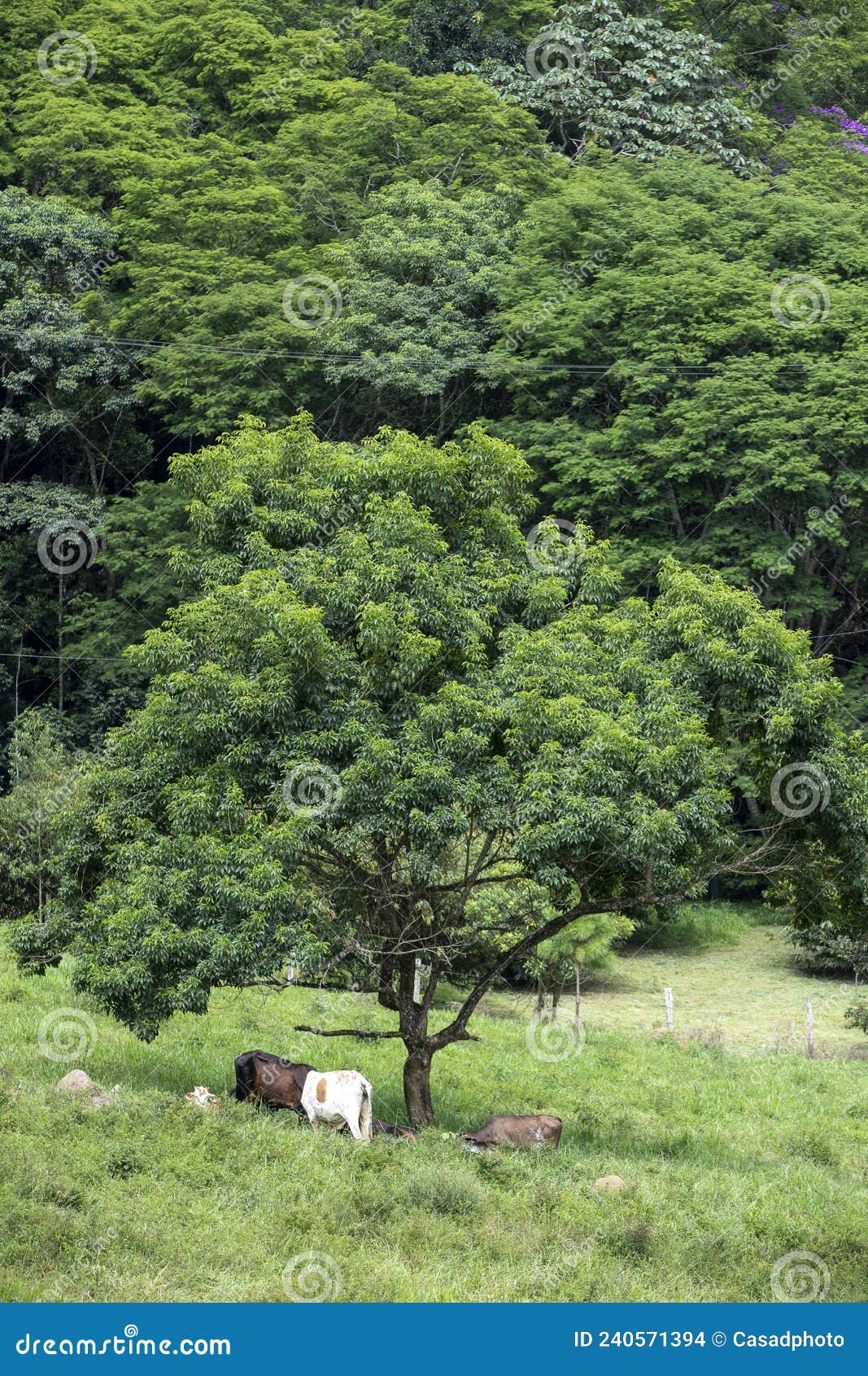 Cattle in the Shade of the Tree, with the Forest in the Background ...