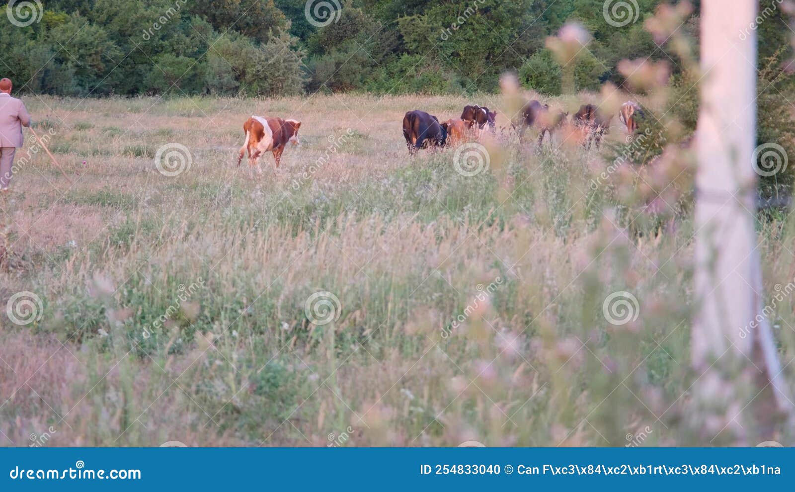 Cattle and shepherd stock footage. Video of park, meadow - 254833040