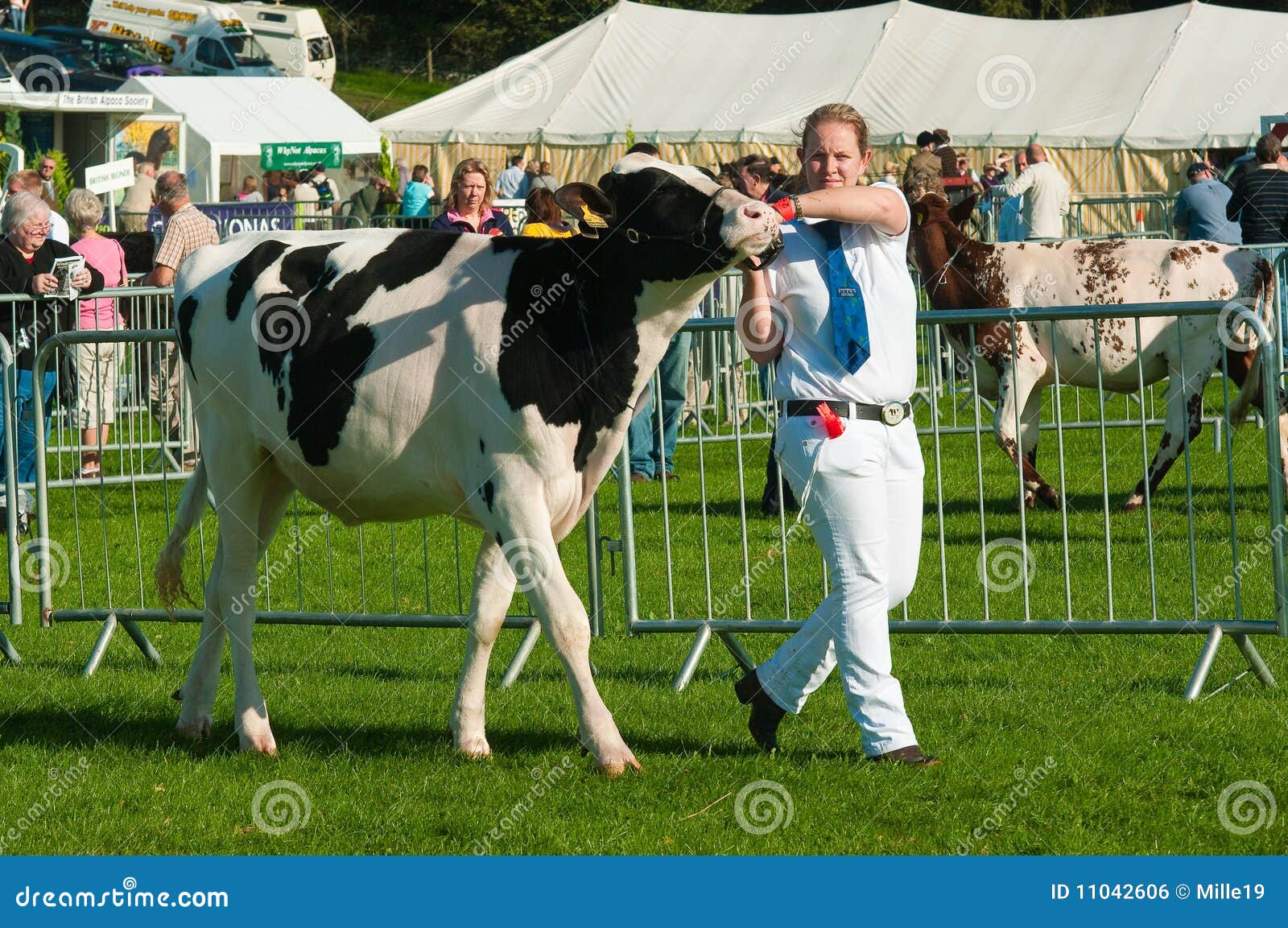 Cattle Show editorial photo. Image of ring, judging, country - 11042606