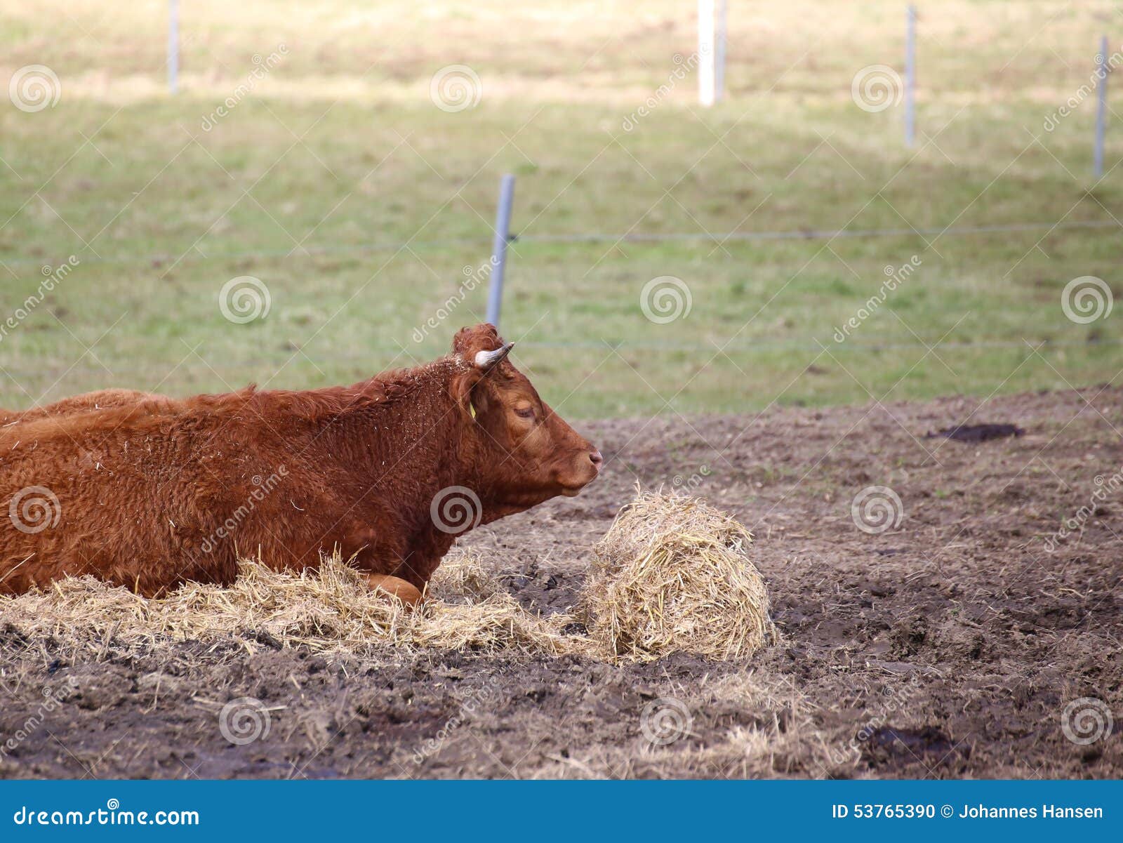 Cattle Side View stock photo. Image of concept, bovidae - 53765390
