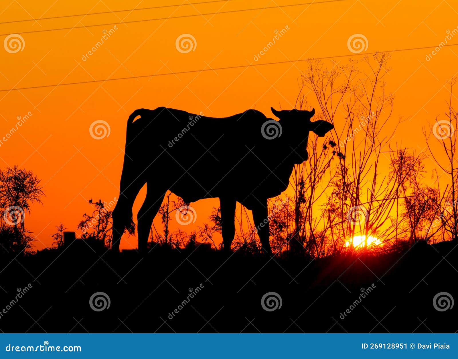 Cattle Silhouettes at Sunset Stock Image - Image of silhouettes, catle ...