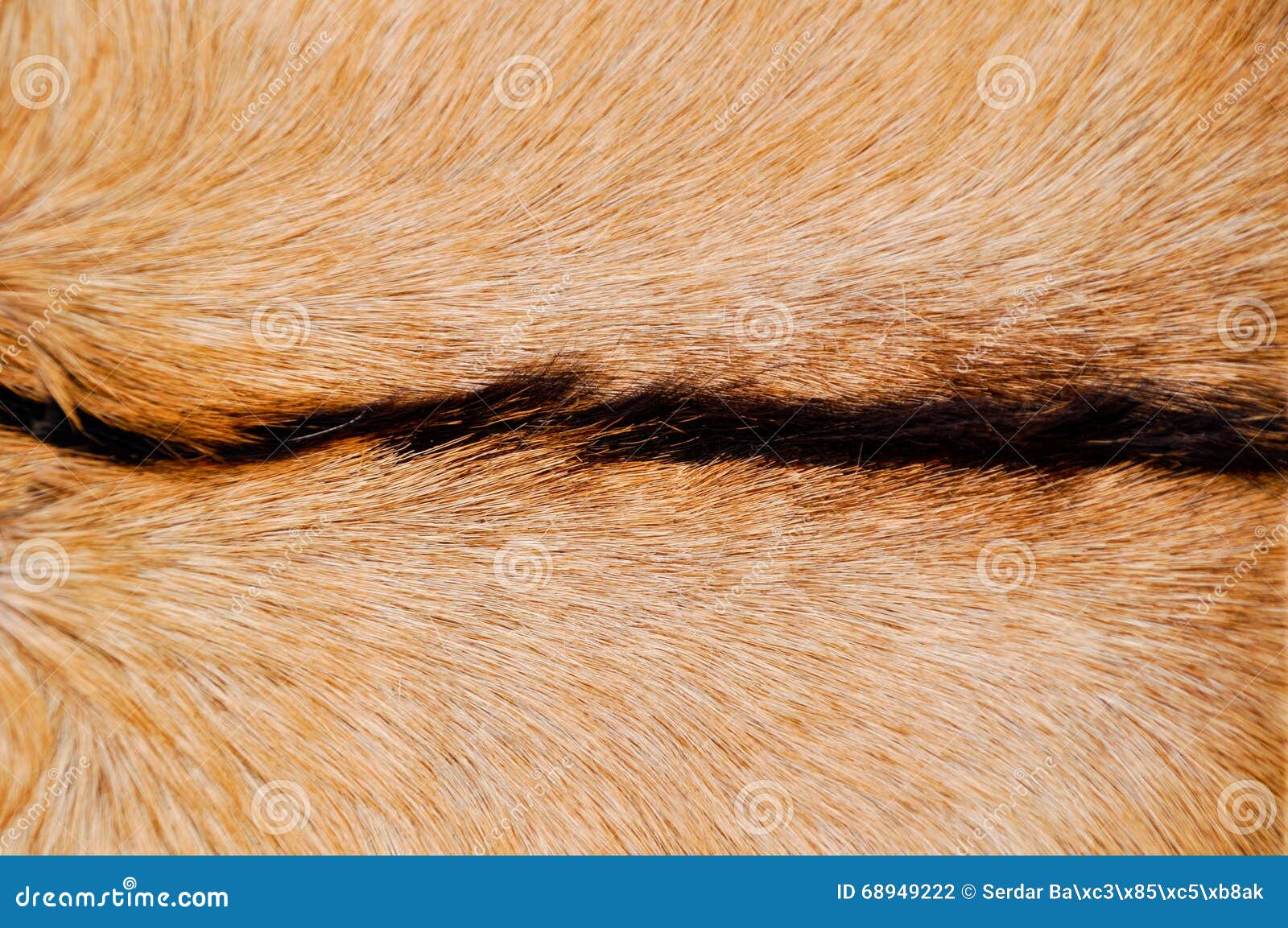 Cattle skin stock photo. Image of pricey, dangerous, artificial - 68949222