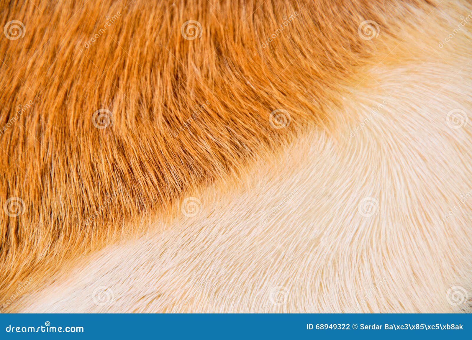 Cattle skin stock photo. Image of artificial, dangerous - 68949322
